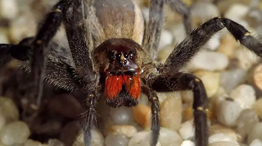 Brazilian spider wandering Brazilian spider wandering Brazilian ໄດ້ຖືກພິຈາລະນາເປັນຫນຶ່ງໃນຜູ້ຕາງຫນ້າທີ່ຮຸກຮານທີ່ສຸດຂອງຊະນິດພັນ. ນອກຈາກນັ້ນ, ມັນຍັງເປັນພິດຮ້າຍແຮງ, ສໍາລັບຄົນທີ່ຖືກກັດຂອງລາວຈະຕາຍ. ອັນທີ່ຮ້າຍແຮງທີ່ສຸດ, ຄົນບຣາຊິນມັກການເດີນທາງຫຼາຍແລະມັກຈະຈົບລົງທີ່ຫ້າງສັບພະສິນຄ້າໃນເອີຣົບພ້ອມກັບ.າກກ້ວຍຫຼາຍ ໜ່ວຍ.