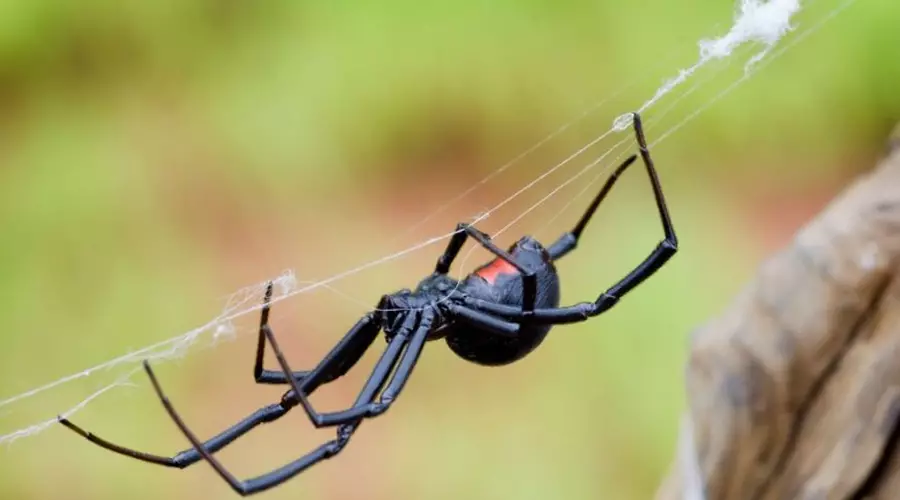 Opó Dudu Ni Texas, ati nitootọ ni Gusu ti Amẹrika, o rọrun lati wa Latrodectus mactans. Lootọ, ẹlẹri ti iru ipade bẹẹ ṣọwọn yọ ninu ewu, nitori majele ti alantakun yii ni awọn akoko 15 lewu ju majele ejo rattles. Neurotoxin kan (diẹ sii ni pipe, latrotoxin) ni ọrọ kan ti awọn aaya nfa paralysis ti ara, lẹhinna iku eyiti ko tẹle.