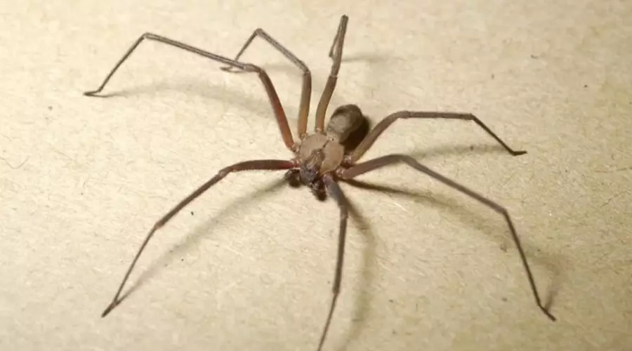 Hermit Spider Sabalikna tina landihan, lancah ieu mangrupikeun ciptaan anu sosial pisan. Anjeunna ngaraos raoseun pisan di kolong bawah sareng bahkan pacilingan tiasa ngémutan domain moro na, sareng hiji jalmi - panyerang anu kedah diusir ti daérah éta. Beda sareng sahabat sateuacana, lancah pertapa henteu ngagaduhan racun anu ngabahayakeun. Sanaos kitu, ngegel bakal pikaresepeun pisan, sareng maag ti dinya bakal tetep salamina.