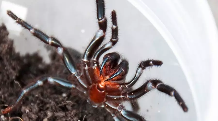 Funnel Spider O doro anya na demiurge ahụ mere Australia ka ọ bụrụ ihe ọchị na -enweghị atụ. Onu ogugu nke ihe di iche iche di egwu na kọntinent a adabaghị, na ihe egwu dị ebe a na -eche mgbe ọ bụla. Dịka ọmụmaatụ, ndị bi na Sydney nwere ike gbaba n'ime ududo ọnya n'oge ọ bụla. Mgbe a tara ya, ọ na -etinye atracotoxin n'ọbara, nke na -abawanye ọbara mgbali nke ukwuu. Onye ihe ahụ metụtara na -eku ume nkịtị n'ime naanị nkeji iri na ise.