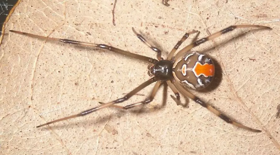 Red-back spider Farba trochu pripomína Black Widow, ale v skutočnosti je pavúk red-back menej nebezpečný. Jeho jed iba vypne človeka zo života na 24 hodín: chudákovi je súdené trpieť hroznou bolesťou hlavy, vysokou horúčkou a neustálym vracaním.