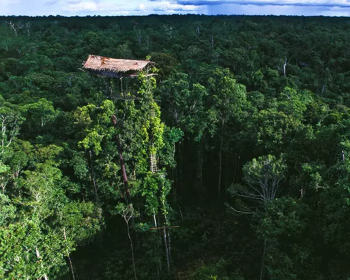 Extreme Tree House Irian Jaya, Indonésie Les tribus indonésiennes de Korowai et Kombay défrichent des chemins forestiers pour faire place à ces maisons, situées au sommet de grands arbres, ouvertes à tous les vents. On ne sait même pas ce qui est pire : toutes ces folles rafales de vent ou les escaliers, le long desquels les propriétaires montent dans la maison.