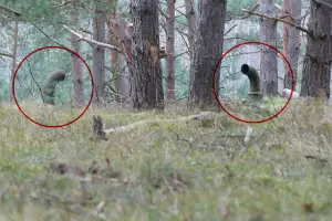 Zvikwepa musango zvakangonamira kunze kwevhu: mainjini ekutsvaga akawana bunker pakadzika kwemamita gumi