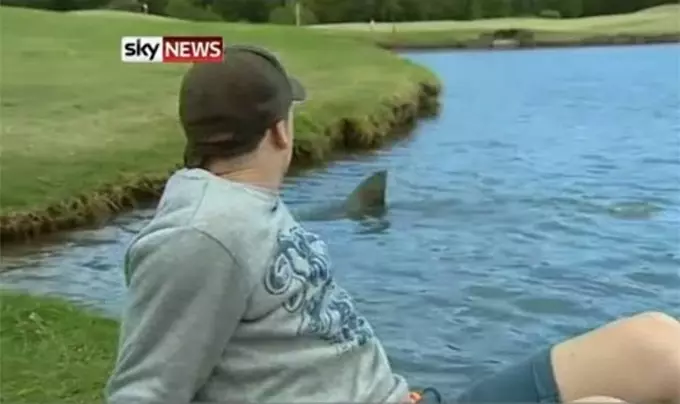 Colpo reale dalla TV locale, SkyNews. Lo squalo ha nuotato nella piscina adiacente al campo da golf. La troupe cinematografica era lì non a caso: il giorno prima, lo stesso squalo aveva avuto un bel morso da un giocatore che aveva fatto cadere accidentalmente la palla in acqua.