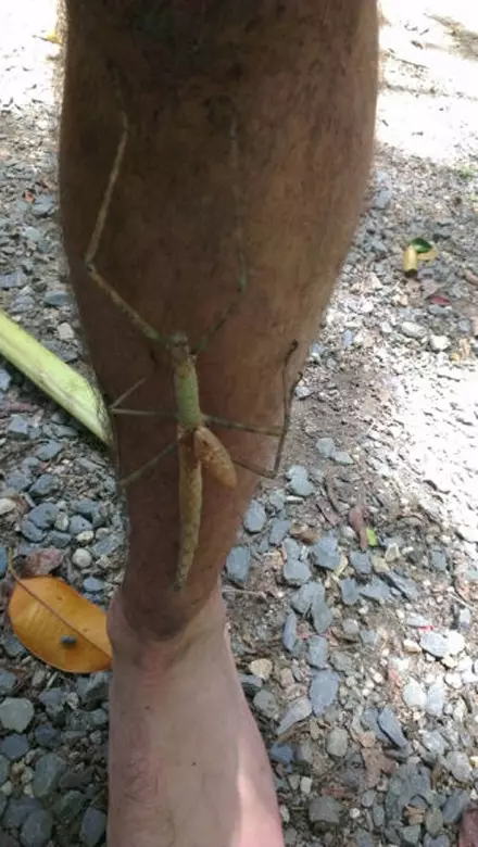 Un choix difficile consiste à retirer cette créature de vous-même ou à vous couper immédiatement la jambe. Mante Mante : retour du méchant. En effet, il y a des endroits bien plus hospitaliers dans le monde que ce continent lointain !