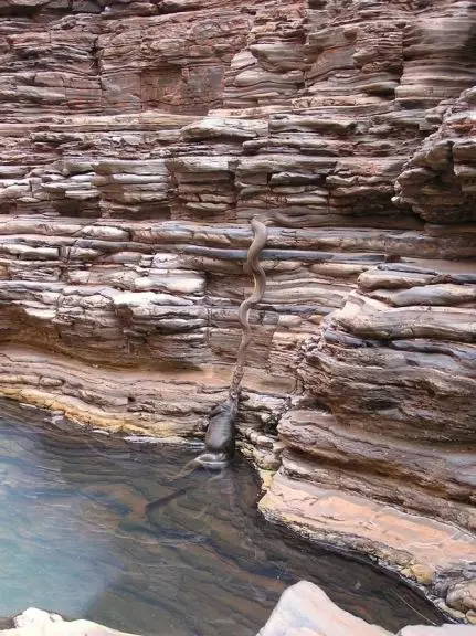 Un'altra foto, in cui non è completamente chiaro chi ha catturato chi e ora sta mangiando. Non è ancora chiaro perché il fotografo non sia ancora fuggito in preda al panico. Da questo posto. Da questo paese. Da questo continente.