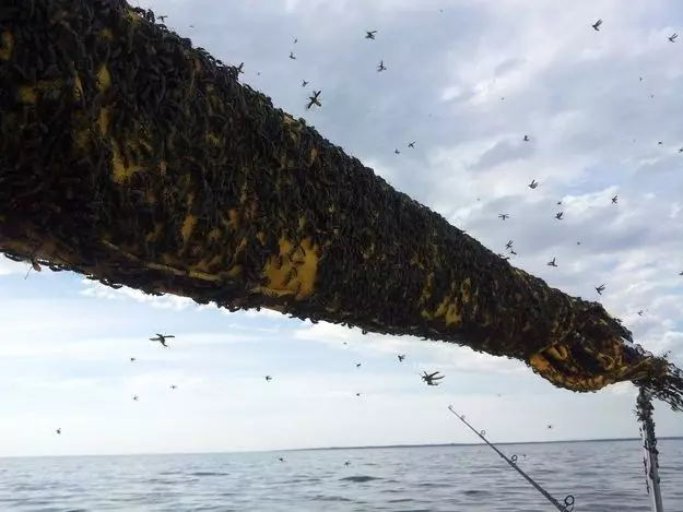 Lever les voiles ou les laisser en enfer ? Aujourd'hui, les gars, on pagaie pour atterrir. À moins, bien sûr, que personne n'ait encore mangé les rames.