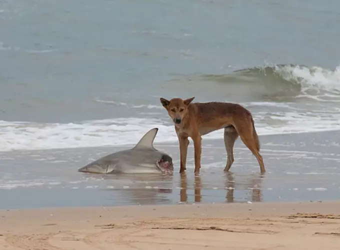 Rien d'intéressant, le chien a attrapé un requin. Et mange. Et regarde le photographe. C'est peut-être sa dernière photo ?