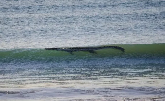 Questo non è un registro. Questo è un coccodrillo, che nuota pacificamente nelle acque costiere per i suoi affari. Non vogliamo nemmeno pensare che tipo di cose possa avere questa creatura su una spiaggia cittadina piena di bambini.