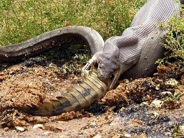 Denne krokodille var mindre heldig. Han blev spist af en slange. Krokodille! Overvejer du stadig at rejse til Australien?