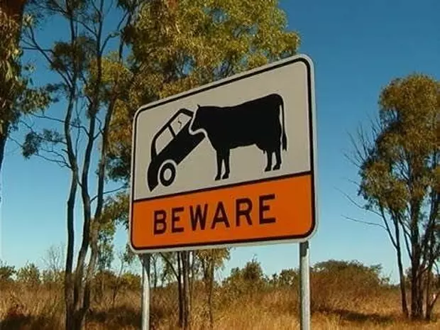 Oui, les buffles peuvent attaquer une voiture ici. Et, très probablement, l'occasion ne sera pas manquée.