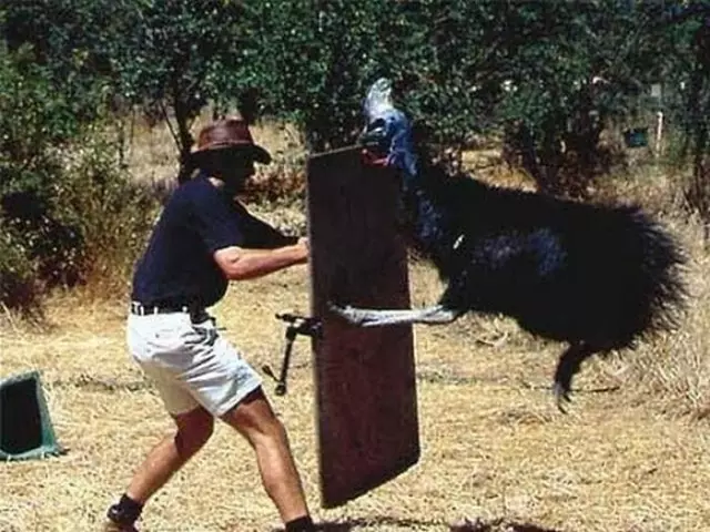 Hej Cassowary. For ordens skyld er kassowarer modbydelige, hævngerrige fugle, der løber hurtigere end en gepard. Med en pote er cassowary i stand til at rive maven på en person. En teori bekræftet af trist praksis.