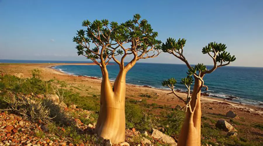 Socotra Yemen Eng eenzegaarteg Plaz, Heem fir bal 700 Aarte vu Flora a Fauna déi soss néierens op der Äerd fonnt ginn. Zousätzlech ass et och eng vun den isoléiertste Plazen um Planéit.