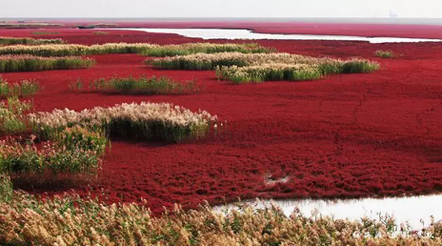 Red Beach Saina O le matafaga mumu le talitonuina i Panjing o loʻo siʻomia e sueda algae. O se tasi o tele tele faʻasao vao vao laueleele i Asia.