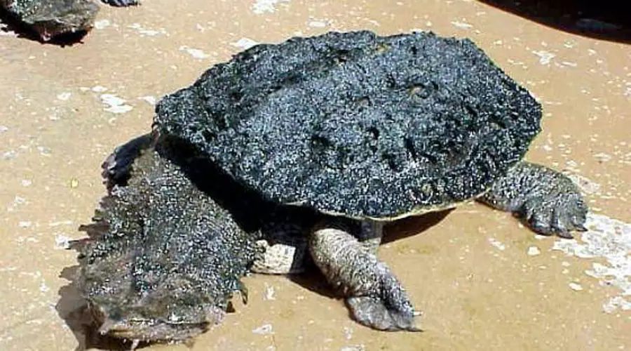 La tortuga con flecos Matamata es una maestra del camuflaje. Su cabeza y cuello están cubiertos de crecimientos afilados, que hacen que la tortuga parezca un mutante espeluznante.