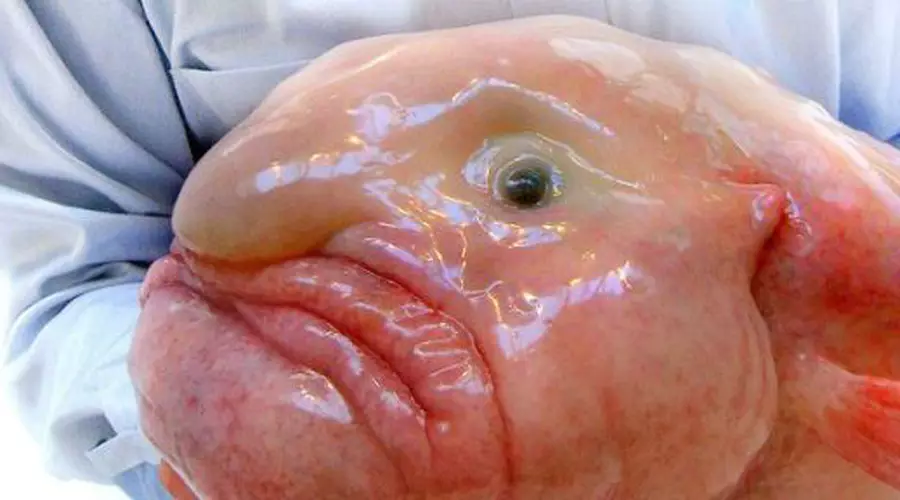 Drop fish Lebih mirip ikan ingus. Jarak antara mata dan kemiripan hidung tertentu membuat ciptaan itu mirip dengan wajah manusia yang sedih.