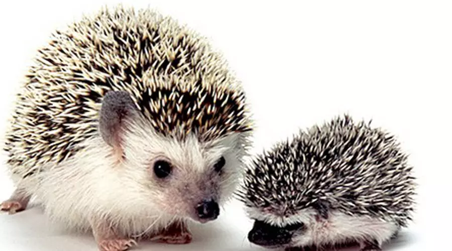 Hedgehogs हालसालै, सामान्य वन hedgehogs पनि एक लोकप्रिय पाल्तु जनावर बनेको छ। प्यारा, अद्वितीय घरपालुवा जना unpretentious छन् र कैद मा धेरै सहन योग्य महसुस।