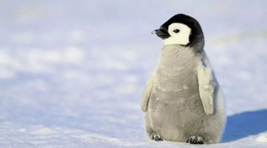 Penguins Inona no mety ho tsara kokoa noho ny penguin? Penguin zazakely! Izy ireo dia mitovy amin'ny kinova kely an'ny vorona olon-dehibe sy Pokémon amin'ny fotoana iray.