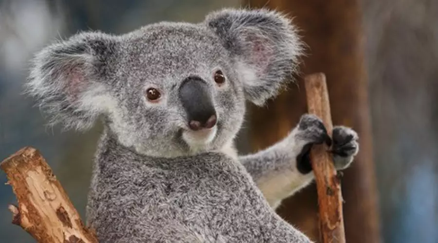 Koalas Quintessence ny hatsarana. Ny koala kely misy loha lehibe misy sofina boribory sy malefaka ary orona lehibe dia mitazona endrika tsy fananan-tsiny eo amin'ny tarehin'izy ireo na dia amin'ny fotoana fikatsoana aza.