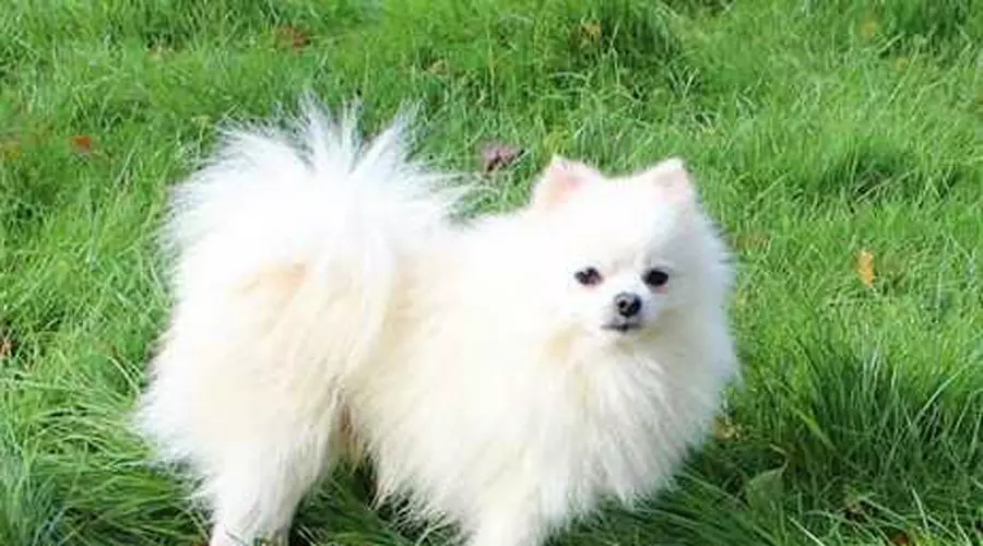 Ny famoronana Pomeranian Spitz Plush dia mijanona ho nofinofy farany indrindra amin'ny zazavavy rehetra eto an-tany. Na izany aza, mahafatifaty ilay Pomeranian bitika! Ny biby bitika dia afaka mirehareha amin'ny filalaovana kilalao ary, mahagaga, be herim-po: na eo aza ny halavany, afaka mijoro irery ity alika ity.