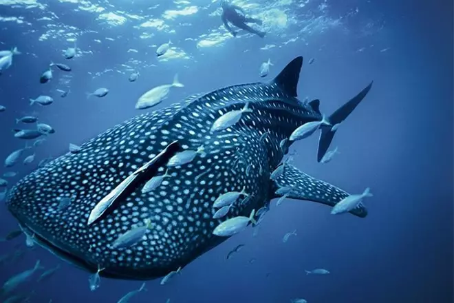 Whale shark adapempha kuti athandizidwe ndipo wopititsayo adaika moyo wake pachiswe!