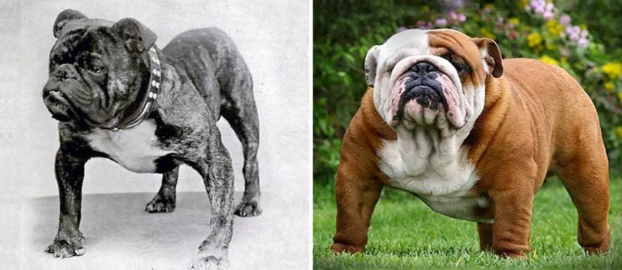 English Bulldog Зуун жилийн өмнө Британийн бульдогууд тийм ч эвгүй, бат бөх байгаагүй. Мэдээжийн хэрэг, нохой туранхай байсан, гэхдээ дунд зэрэг. Хошуу нь бага хавтгай, хөл нь урт байв. Манай орчин үеийн бульдог маш хүчтэй зодуулж, амьсгал давчдах, 8 -аас дээш жил амьдрах нь ховор болсон.