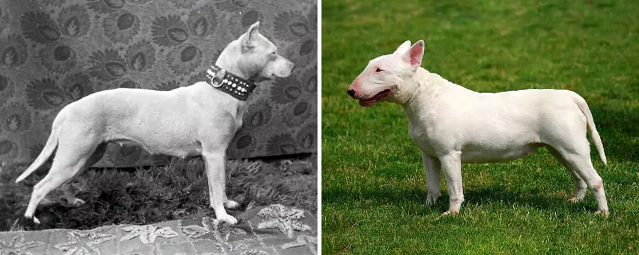 Bull Terrier Breeders үржүүлэгчид хамгийн туршилтын хоолойд ургаж, хамгийн үр дүнтэй тэмцдэг нохойг бүтээхийг оролдов. Үүний үр дүнд бухын терьерийн хошуу бараг танигдахын аргагүй болж богиносч, масстай болжээ. Удаан хугацааны сонгон шалгаруулалт нь үүлдрийн сэтгэцийн эрүүл мэндэд сөргөөр нөлөөлж чадахгүй байв - бухыг тэнцвэргүй, нэлээд аюултай нохой гэж үздэг.