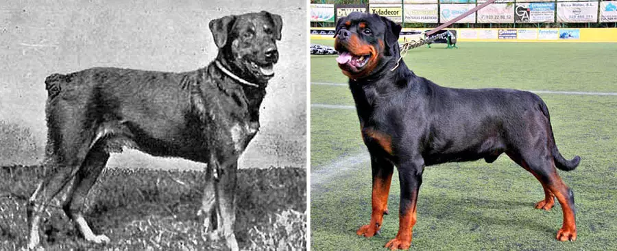 Rottweiler No, pozrite sa na tohto vtipného chlapíka, ktorý visí uši čiernobielo. Jeho pra-pra-pra-pra-vnuk už nepôsobí tak uvoľnene: papuľa sa viac sploštila, nohy sú mohutnejšie, krk je hrubší ... Ako z prstenníka!