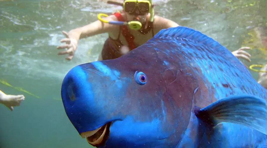 Blue Parrotfish Gudaha Polynesia, kalluunka aad ayaa loo qiimeeyaa oo waxaa loo tixgeliyaa saxan boqornimo. Waxay u cunaan dhaqan ahaan cayriin, iyagoo aan fiiro gaar ah u siinin xaqiiqda ah in kalluunku isku duubo xabaal hufan si uu uga ilaaliyo ugaadhsiga.