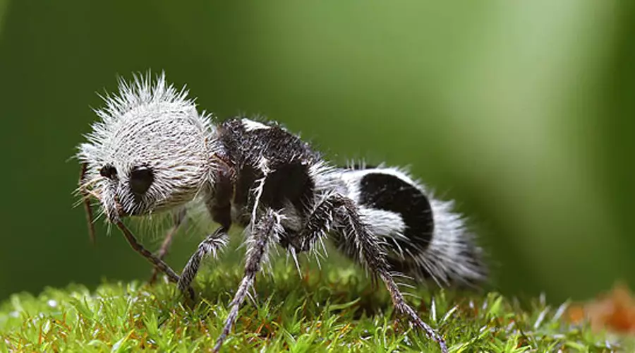 Panda ant Ин намояндагони фармон Мутиллидае барои ранг кардани худ чунин лақаб гирифтаанд. Сарфи назар аз номи осоишта, мӯрчагон хеле хатарноканд ва газидани онҳо хеле дардовар аст.