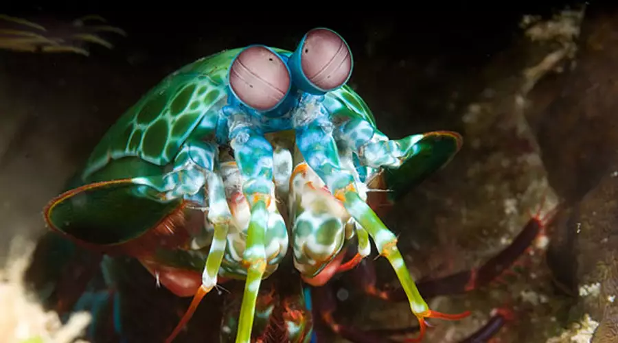 Mantis shrimp Ugaadhsade ku dhashay badda moolka dheer. Haaruunku wuxuu ku sugaa gaadmada ugaadha, ka dibna wuu soo boodaa oo wuxuu keenaa dharbaaxo xoog leh, oo u dhiganta inay ku dhacday xabad 22-cabbir ah.