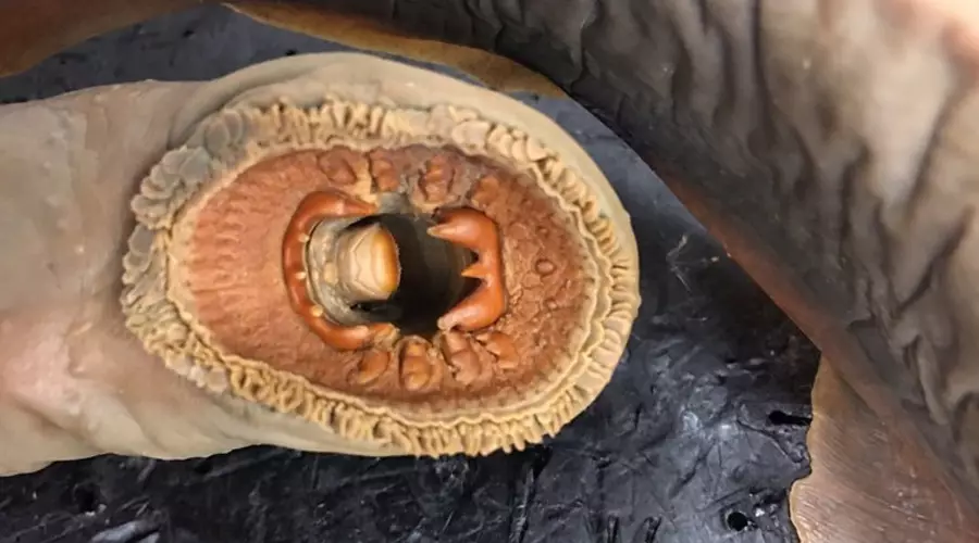 Lamprey En það versta af öllu er lamprey. Opinn munnur hennar er meira eins og eitthvað úr hryllingsmynd: vígtennur og gat sem liggur beint inn í vélinda. Það er gott að á meðan við borðum þau, en ekki þau éta okkur!