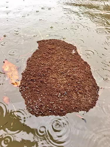 Mrav splav Nemoguće je pobjeći od vatrenih mrava. Ne plaše se nikakvih prepreka, pa čak su i ovi insekti naučili savladavati rijeke. Takav splav može postojati tri sedmice - čak i preplivati ​​more.