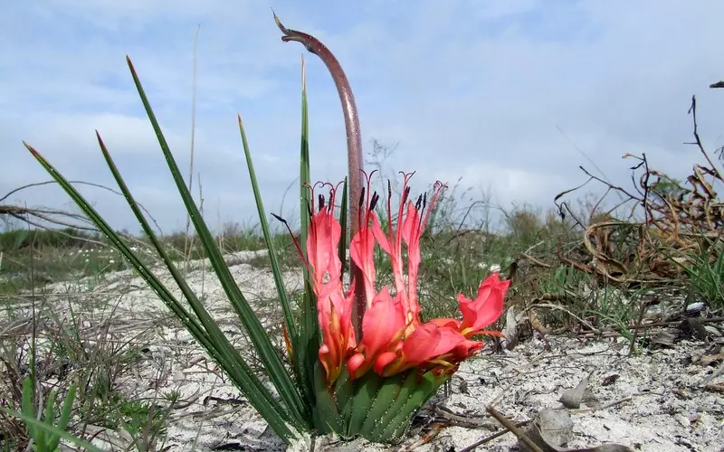 Live roost Ang usa ka tanum nga gikan sa South Africa, nga kanunay gipunting nga ikog sa ilaga, labi na alang sa kahamugaway sa mga langgam nga nag-pollination niini, nagtubo usa ka estrikto, pataas nga punoan. Ang langgam naglingkod sa baul, nagbitay nga paibabaw aron makainom og nektar, ug pollin ang bulak sa dalan. Ang usa ka dili kasagaran nga kabag-o sa ebolusyon gilangkit sa katinuud nga ang mga langgam nahadlok nga moduol sa yuta, nahadlok sa mga manunukob. Ang mga tanum nga hingpit nga nagsalig sa mga langgam nga nag-pollination gisulayan nga himuon ang polinasyon ingon komportable alang sa mga langgam kutob sa mahimo. Nga niini sila nakakitag maayo nga paagi.