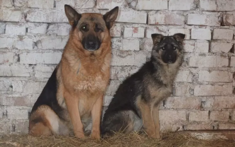 Anjing keblasuk Sanajan asu modern adoh saka leluhure srigala udakara 18.000 taun kepungkur, sajrone 150 taun kepungkur, kirik segawon kesasar dadi kaya serigala. Anjing sing ora duwe omah, kanggo sinau babagan urip ing dalan, kudu cepet-cepet maju evolusi, milih lan menehi kualitas paling apik kanggo bocah-bocah kasebut. Iki minangka conto sing apik nalika mesin proses evolusi, tumrape manungsa ing kasus iki, tiba-tiba ilang.