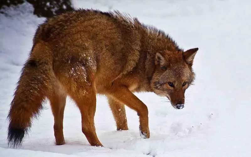 Coywolfs Un nou depredador, un híbrid d'un coiot i un llop, o coi llop, va aparèixer per primera vegada fa diverses dècades al nord-est dels Estats Units. Coywolf difícilment hauria aparegut si els agricultors i els caçadors no haguessin obligat els seus avantpassats a abandonar els seus hàbitats naturals. L’ADN del llop permet als híbrids caçar preses grans junts, mentre que l’ADN dels coiots els ajuda a adaptar-se més ràpidament als entorns urbans. Aquests animals grans, amb un pes de fins a 70 kg, estan millor adaptats al seu hàbitat que els seus avantpassats, cosa que significa que podran continuar augmentant constantment el seu nombre.