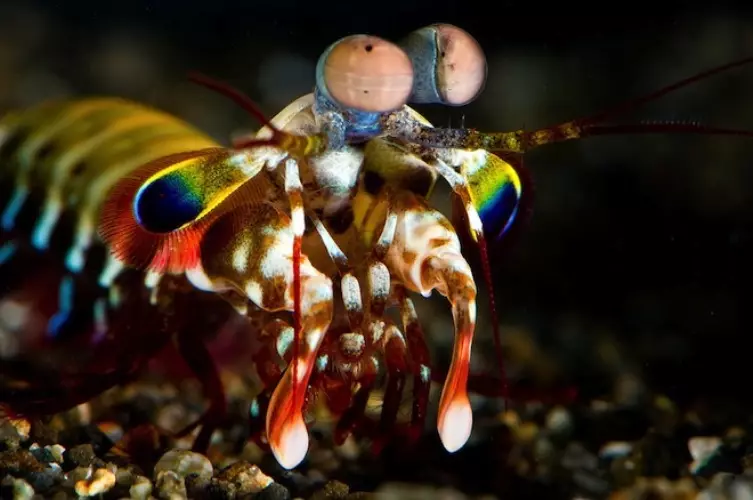 Mantis Shrimp Human vision is poor compared to the vision of mantis shrimp. While humans only use three types of cells for color recognition, the mantis shrimp has 16 such cell types! Their eyes are so amazing that scientists are studying their device to create high definition holographic images. The only analogue to this can be Superman's superhuman vision.