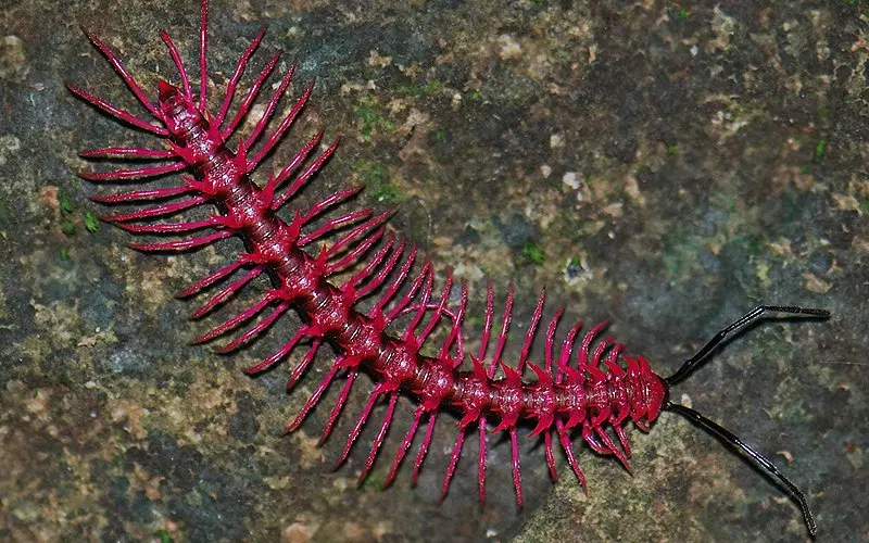 Dragon Centipede Dragon Centipede yana kashe wanda aka azabtar ta hanyar harbi girgije na cyanide. Wannan ya isa ya sa maƙiyin Batman, Miss Poison Ivy, ya yi rubutu da kishi.