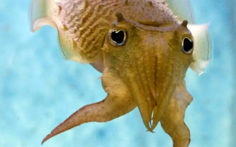 Cuttlefish The cuttlefish are unsurpassed masters of camouflage and self-defense. They can change their body to disguise themselves as any other marine life. They, in fact, took on the role of the Mystic of the underwater world.