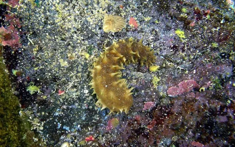 Sea cucumber Holothuria can literally get out of any difficult situation, simply squeezing its body and squeezing into any narrow gap. In addition, when irritated, the sea cucumber shoots its gut at the attacker in order to distract or frighten him (and who would not be afraid?). The lost organ is quickly regenerated.