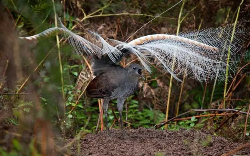 Lyrebirds Mae gan Lyrebirds y cortynnau lleisiol mwyaf datblygedig ar y blaned a gallant ddynwared bron unrhyw sain.