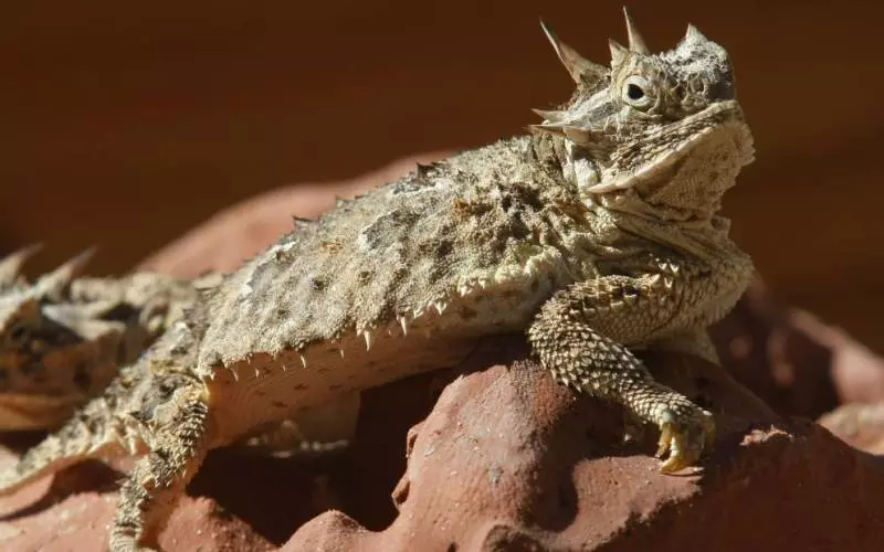 Horned Lizards A horned lizard can shoot blood from its eyes. We're not sure if this can be precisely called a superpower, but it's very impressive.