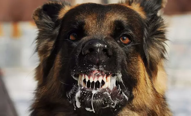 What to do if a dog attacked: advice from a commando