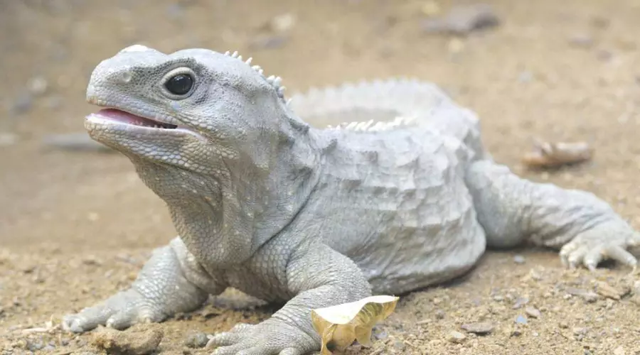 Hatteria Nog 'n ongewone reptiel wat ongeveer 230 miljoen jaar gelede op aarde verskyn het. Dit is endemies vir Nieu -Seeland, en word nêrens anders aangetref nie. Die tuatara kan honderd jaar oud word en 'n derde oog aan die agterkant van die kop hê.