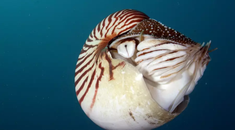 Nautilus Virun 500 Millioune Joer koumen blo-Been Mollusken als éischt als eenzeg Aart op. Nautilus ass eng ganz ongewéinlech Muschel. Hie benotzt seng Schuel als eng Zort Schwämm, pompelt se mat Gas fir an eng Déift ze dauchen oder op d'Uewerfläch ze schwammen.