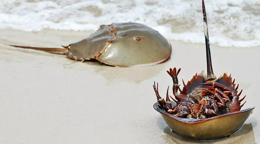 Horseshoe crab A living fossil that appeared when there were not even trees on Earth. Moreover, horseshoe crabs have never changed physically: that is exactly what they were 450 million years ago.