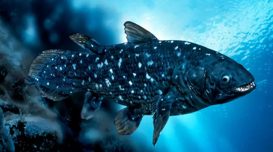 Latimeria Most likely, our children will not see coelacanth. This living fossil, 400 million years old, is slowly disappearing from the face of the planet.