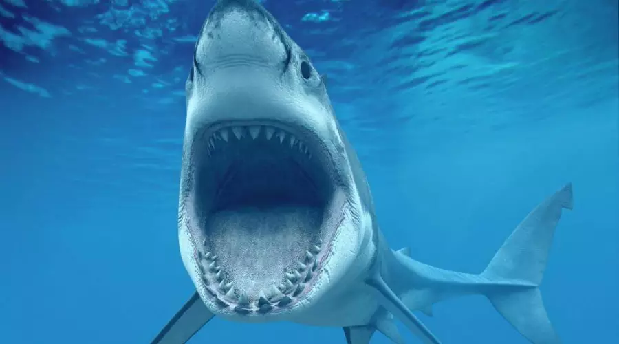 Sharks Ibiremwa bidasanzwe kandi bidasanzwe byagaragaye mu nyanja hashize imyaka miriyoni 420. Shark ni imashini yica neza kandi dufite amahirwe cyane ko bigeze gufata icyemezo cyo kutava kubutaka.