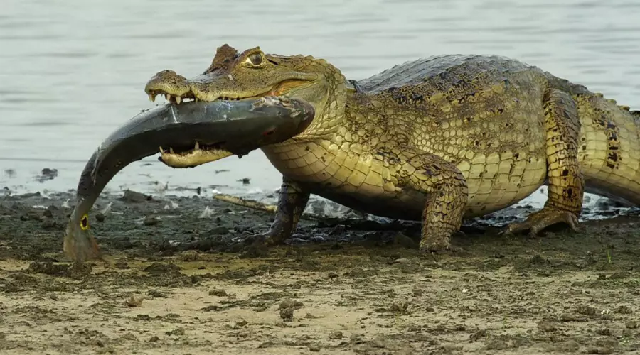 Krokodiloak Eta hona hemen benetako dinosauroak. Duela 250 milioi urte krokodiloak lurrean bizi ziren, baina orduan uretara joatea erabaki zuten. Munduan ez dago izaki arriskutsuago bat ere - krokodiloari ez zaio axola nor ehizatu. Ale batzuk berrehun urte arte bizi dira!