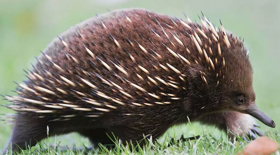 Echidna Ehun eta berrogeita hamar milioi urte - adin honetan, animalia duinak hilda daude jada. Ez ordea ekidna, bere organismoak gure garaiko errealitate gogorrera ahalik eta egokien ikusten ez duena.